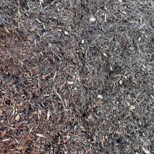 Forest Floor - GDL